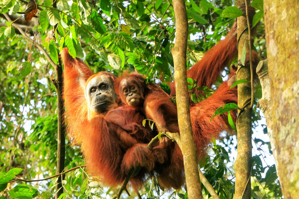 Borneo - Conservation Field Safety Expeditions