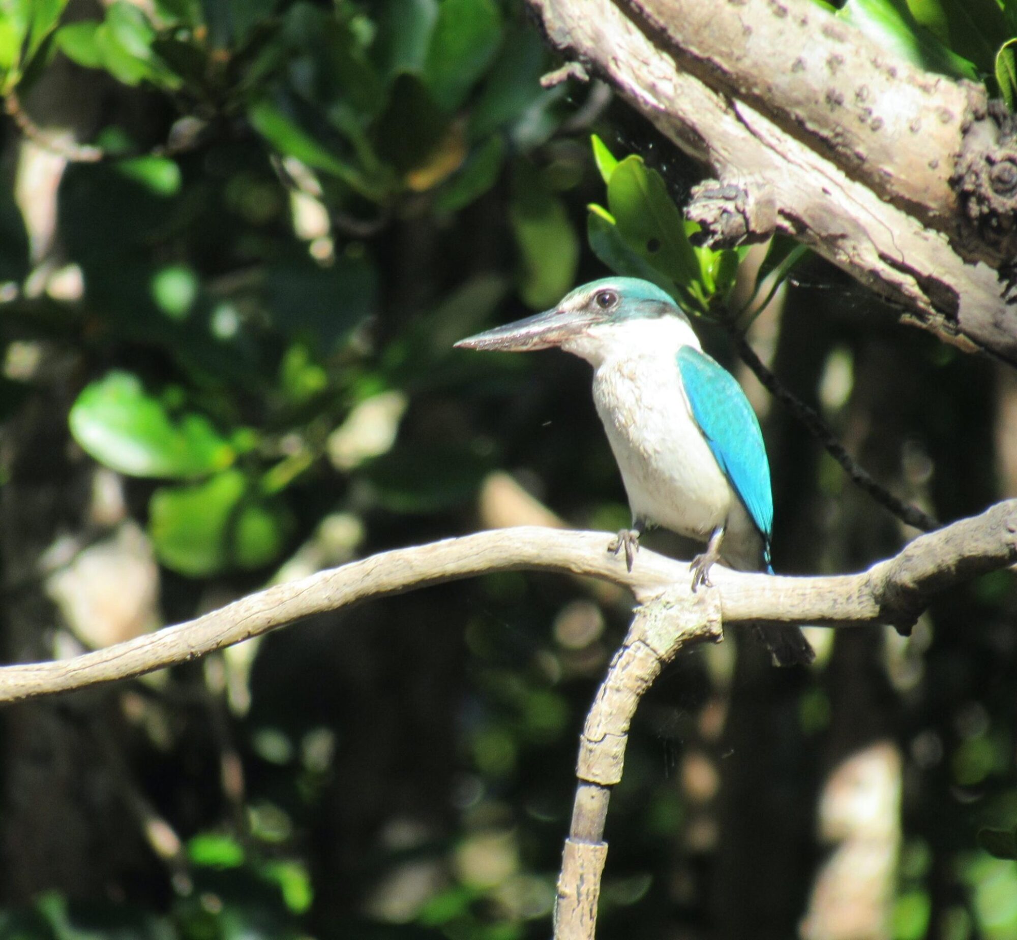 Borneo - Conservation Field Safety Expeditions