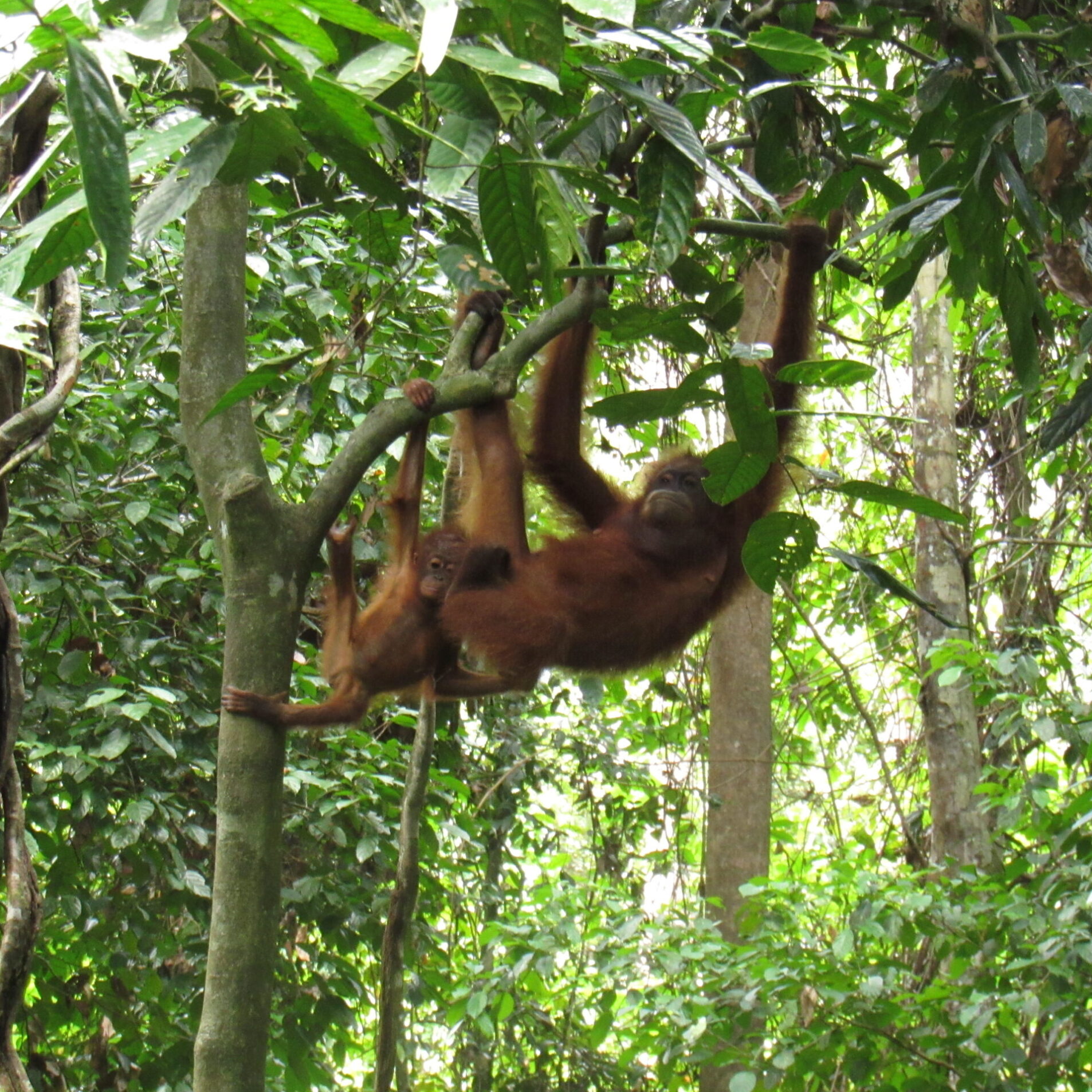 Borneo - Conservation Field Safety Expeditions