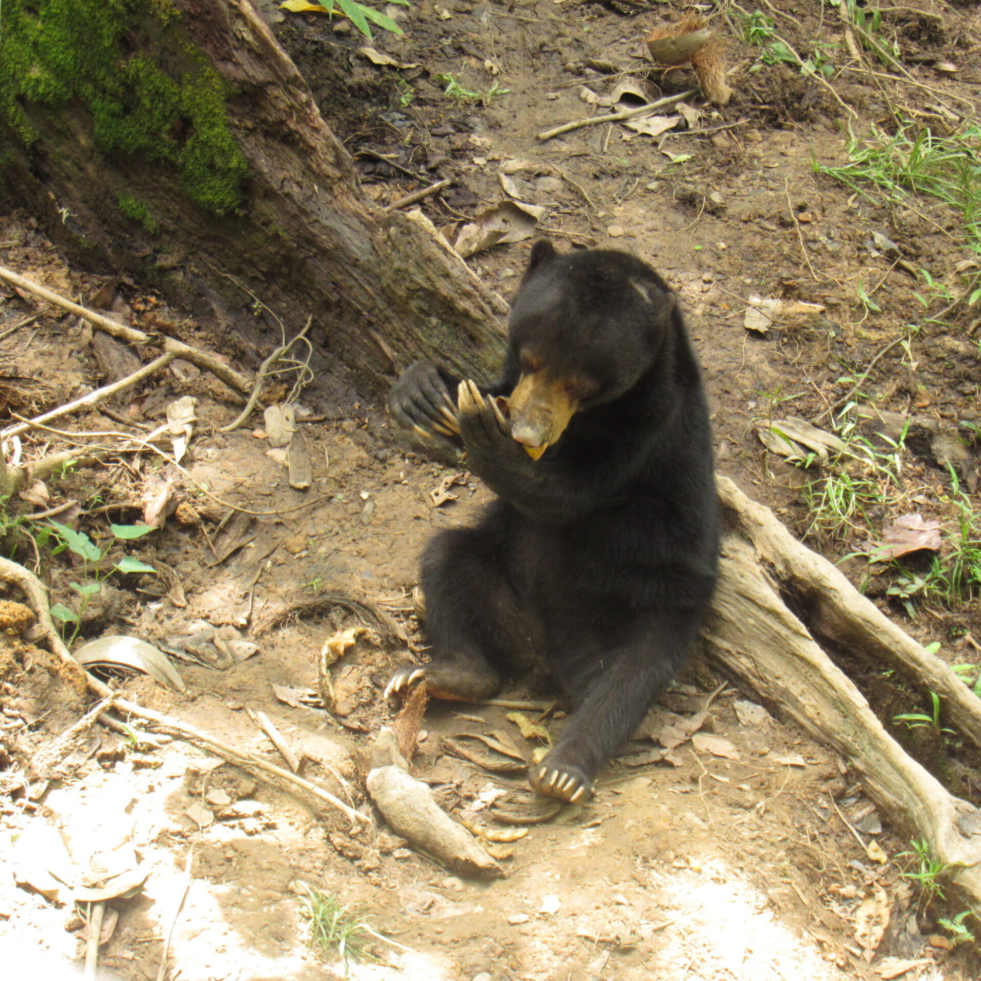 Borneo - Conservation Field Safety Expeditions