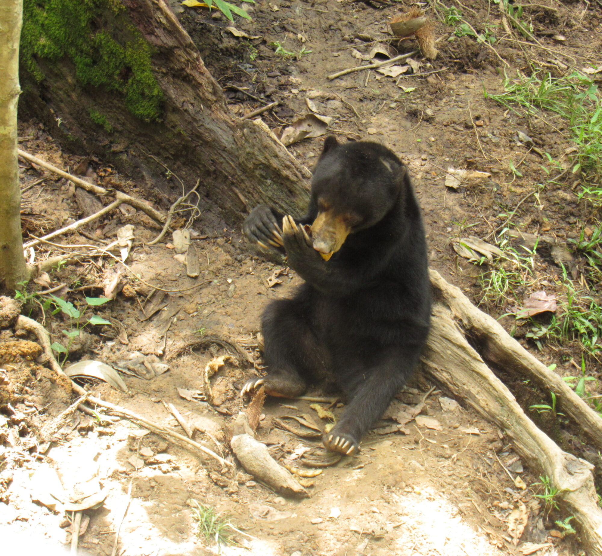 Borneo - Conservation Field Safety Expeditions