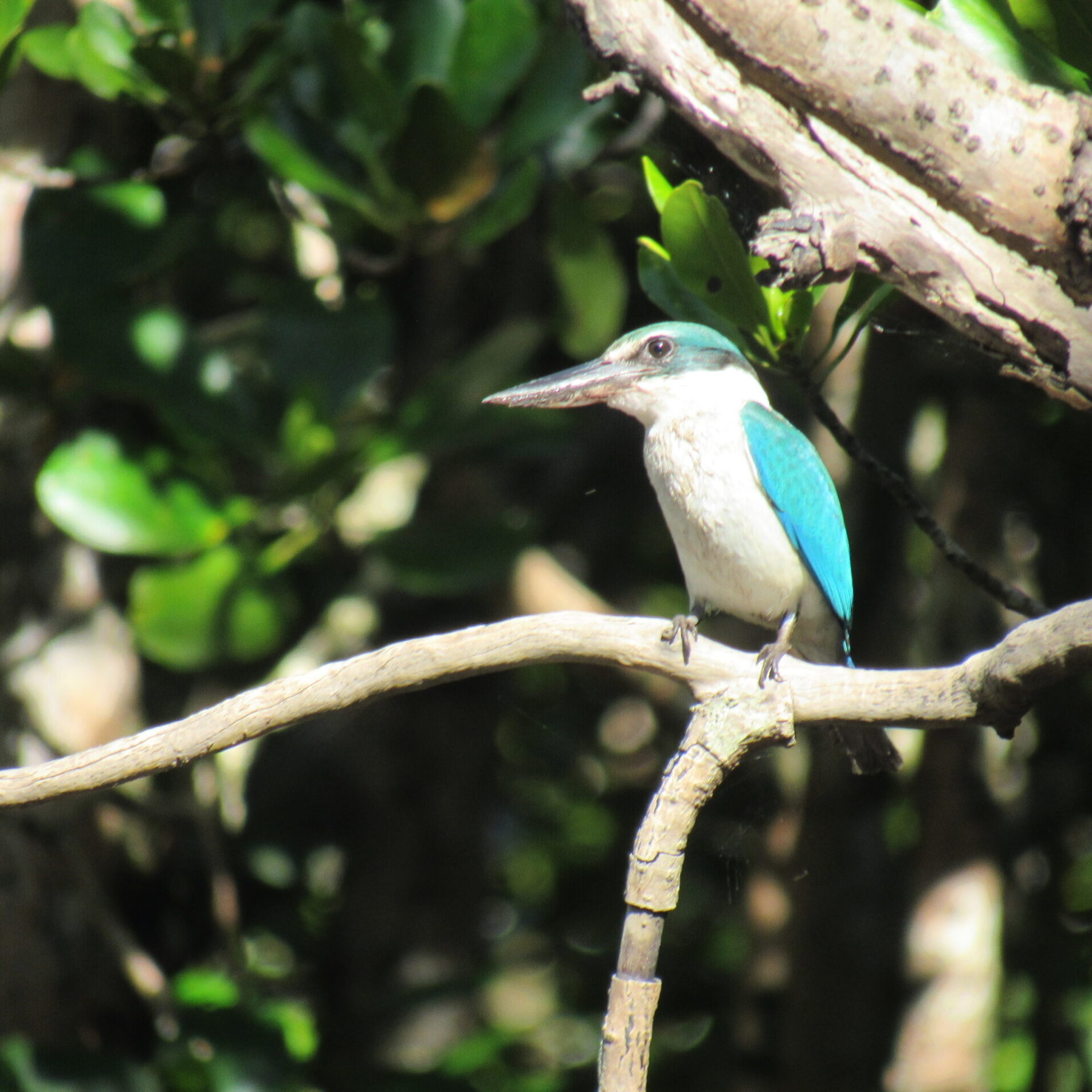 Borneo - Conservation Field Safety Expeditions