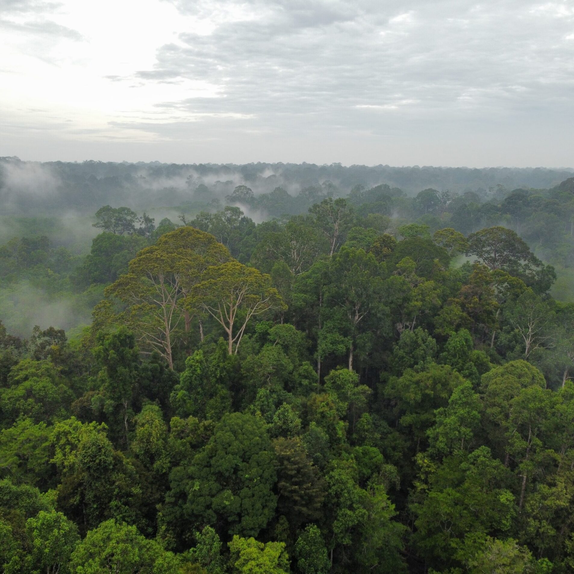 Borneo - Conservation Field Safety Expeditions