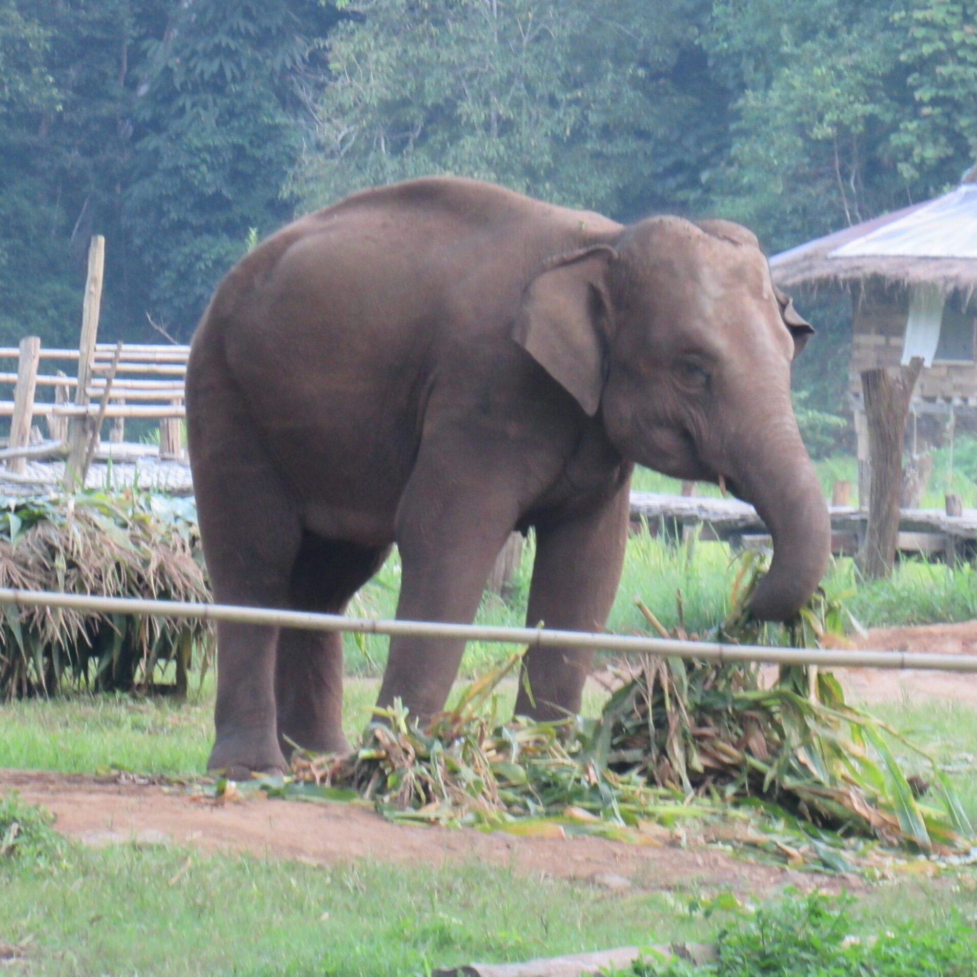 Thailand - Conservation Field Safety Expeditions