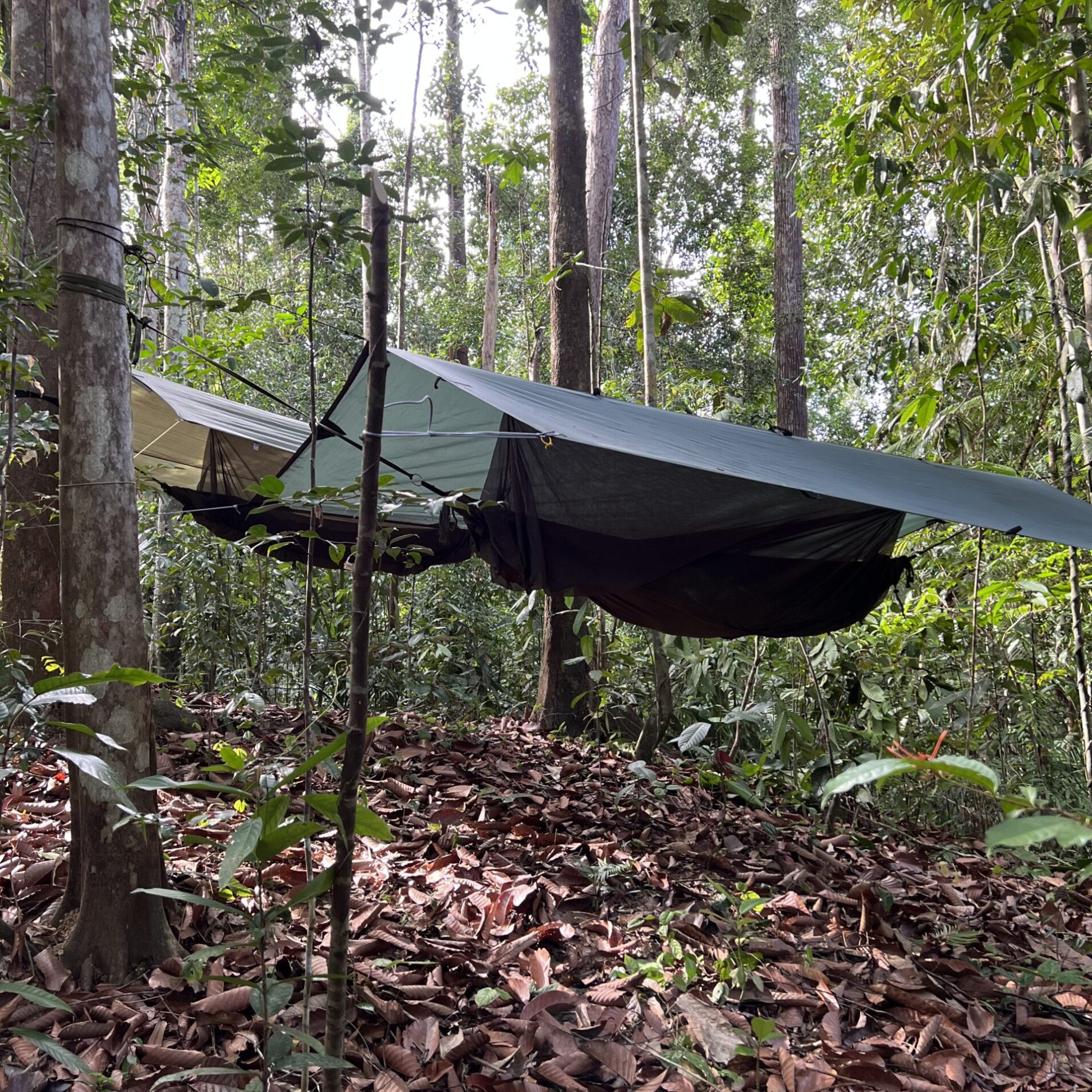 Borneo - Conservation Field Safety Expeditions