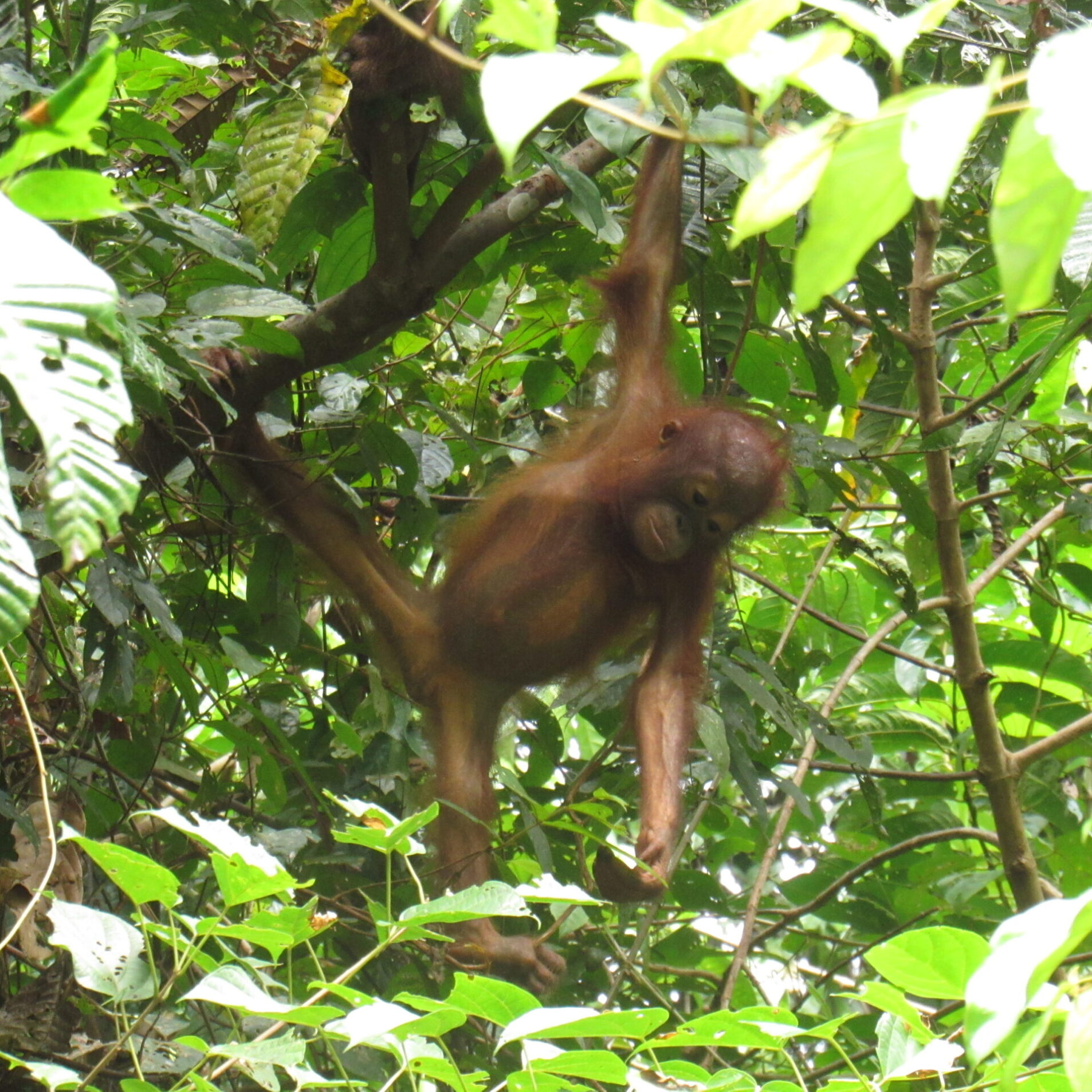 Borneo - Conservation Field Safety Expeditions